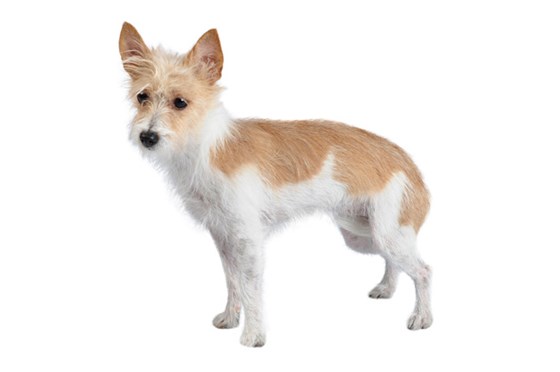 Everything about your Portuguese Podengo Pequeno - Luv My Dogs