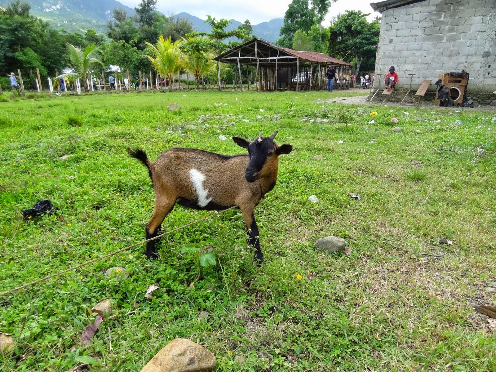 Improving Goat Husbandry Practices in Haiti - Farmer House
