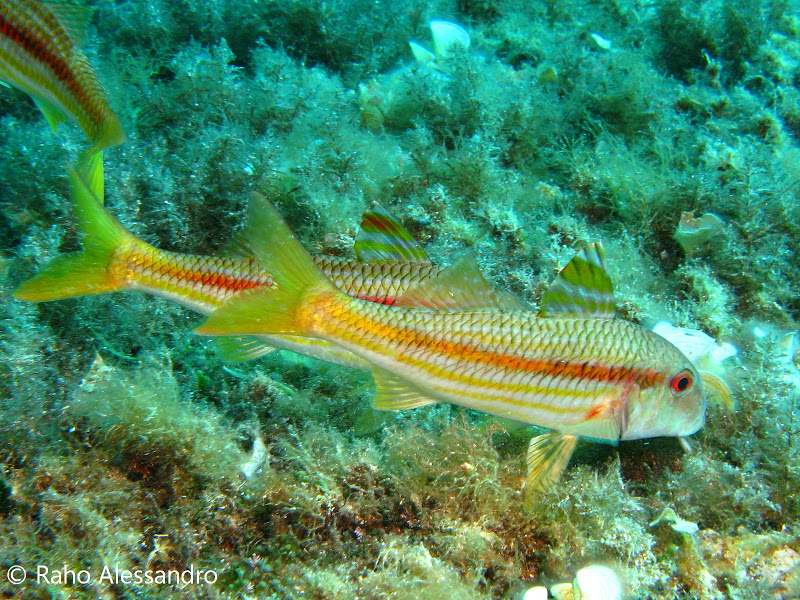 Necton e Plancton: Pesci: Triglia