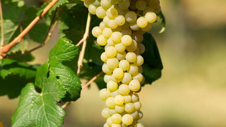 Albana Grapes - Fruits And Vegetables