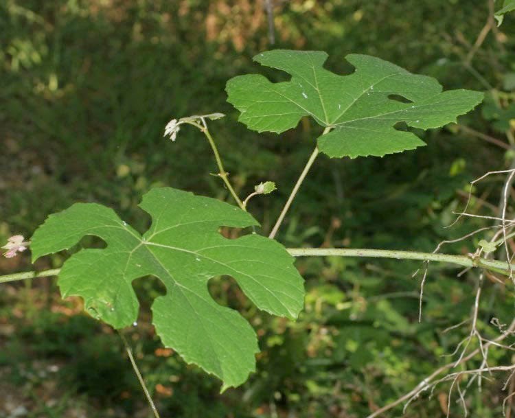 Trees Planet: Vitis aestivalis - Summer Grape