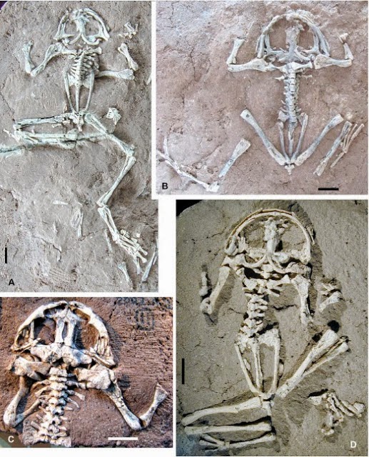Sciency Thoughts: Frogs and Toads from the Early Eocene of Gujarat ...