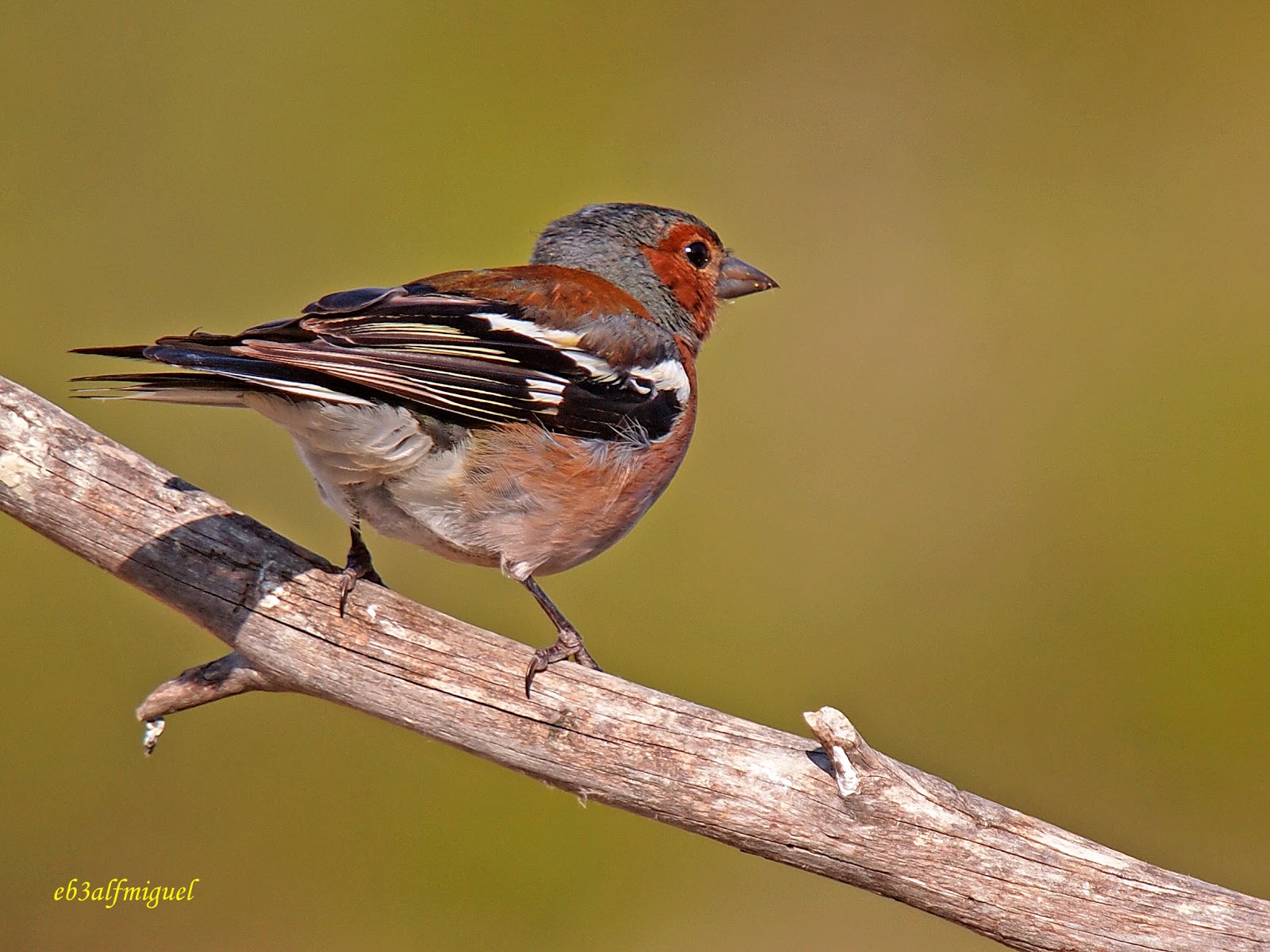 MIS AMIGAS LAS AVES: Pinzón vulgar (fringilla coelebs)