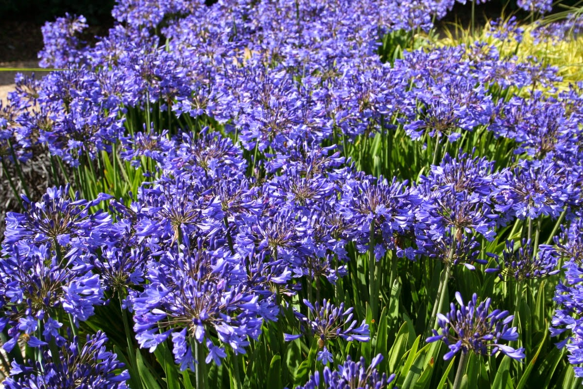 THE JOHNSON DIARIES: Life on the Edge: AGAPANTHUS ...