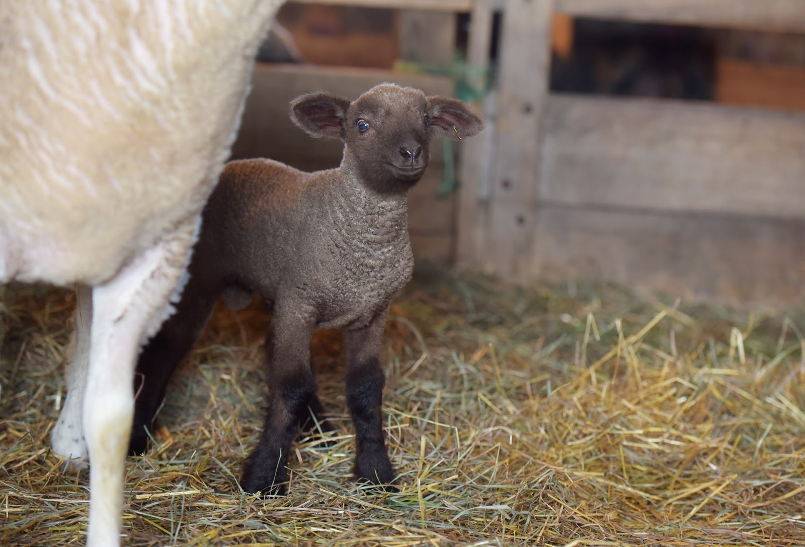 Punkin's Patch: [Moorit] Chocolate