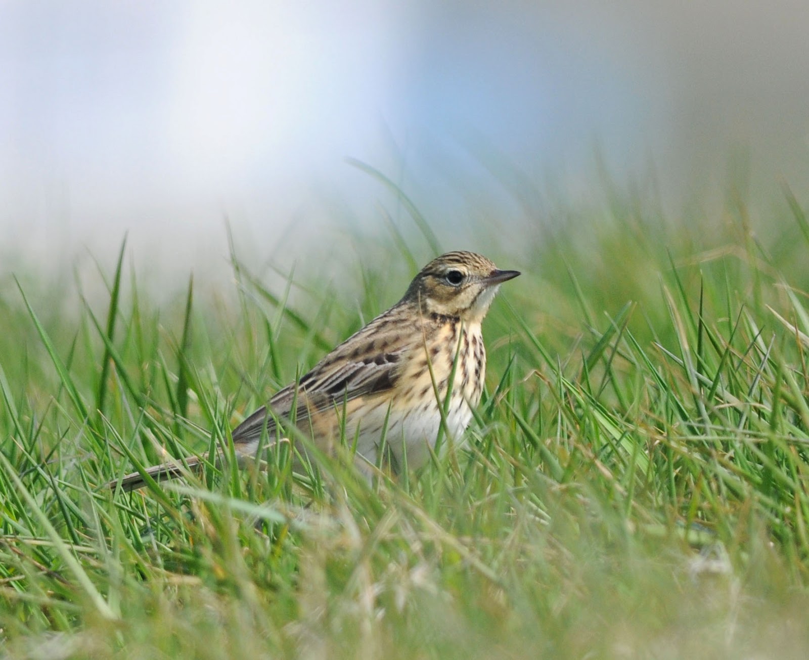 Bill's Birding: Loads of Tree Pipits