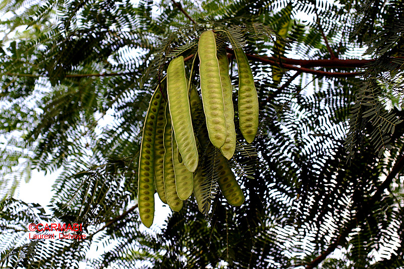 Lider Agronomia: Leucena