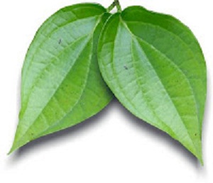 area of health news: 14 Benefits of Betel Leaves For Health