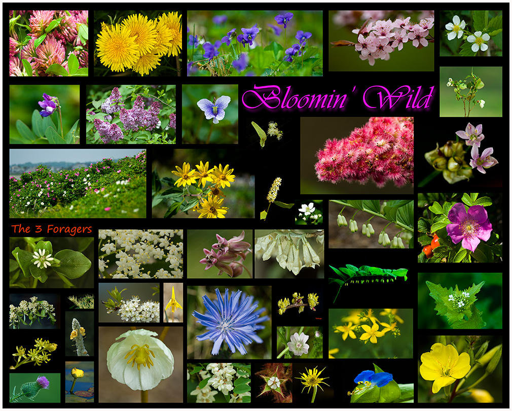 The 3 Foragers: Foraging for Wild, Natural, Organic Food: Photo Collage ...