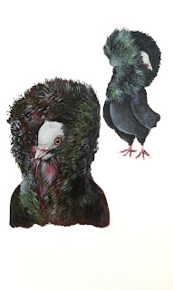 Negin samadi kia - Black jacobin pigeon