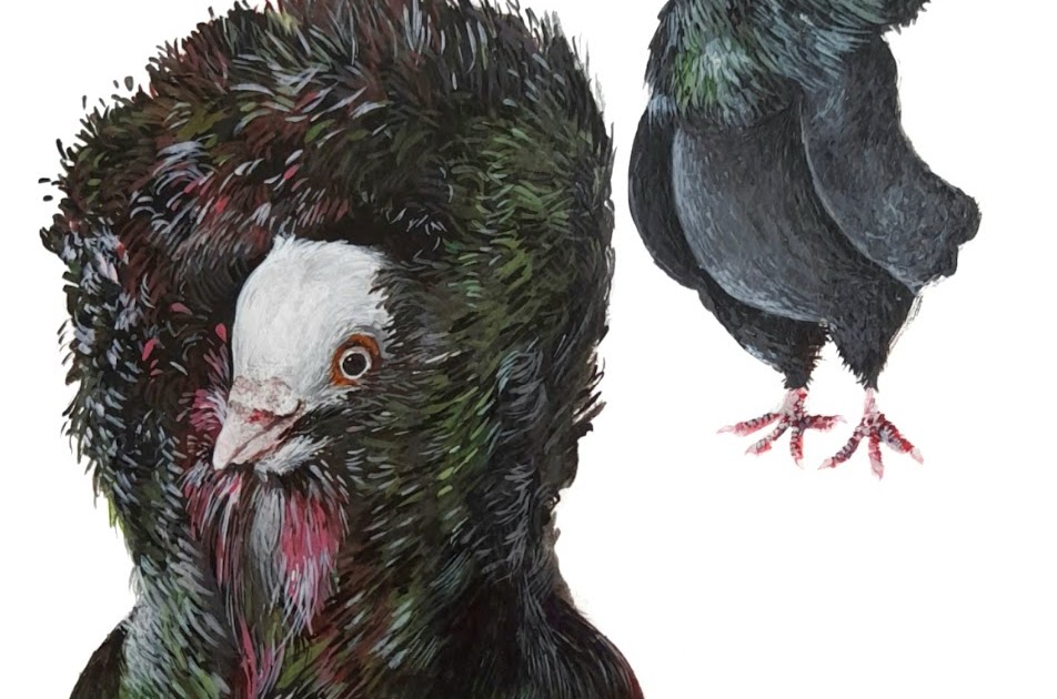 Negin samadi kia - Black jacobin pigeon