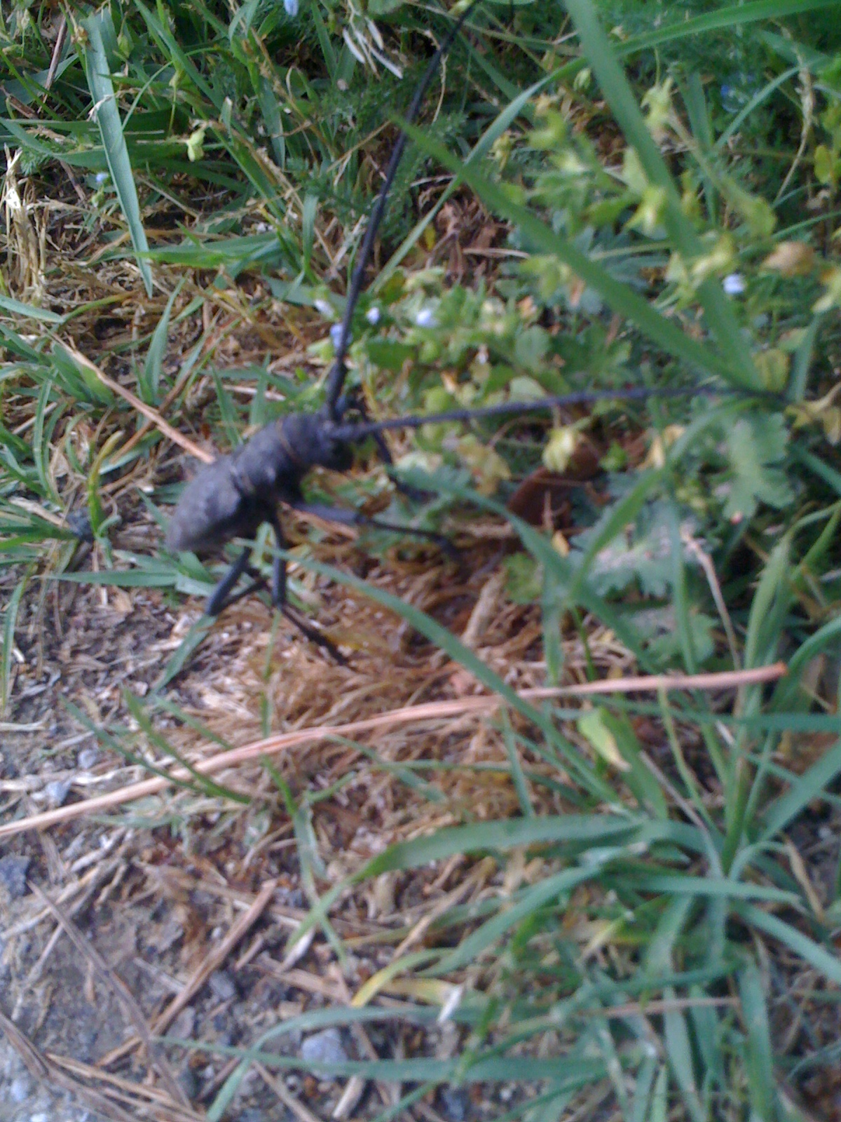The ginger badger on a bike: Something I saw on the way to the forum ...