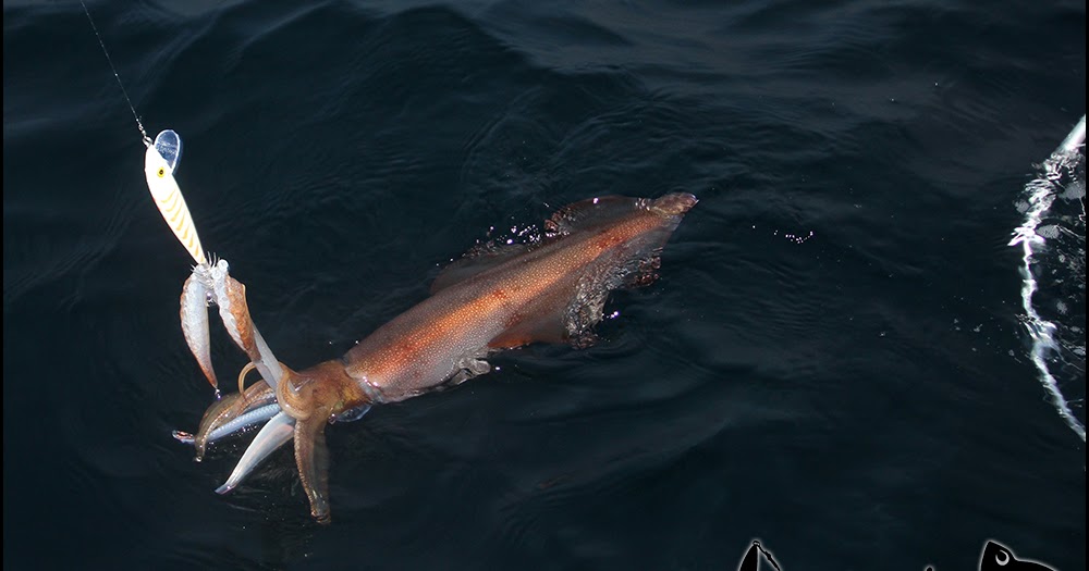 EMPIEZA LA TEMPORADA DE CALAMARES AL CURRI