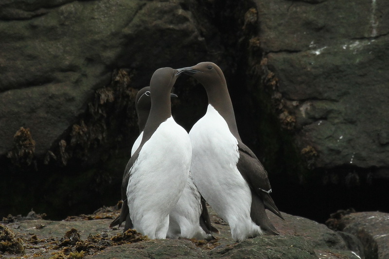 Tails of Birding: Alcid Courtship