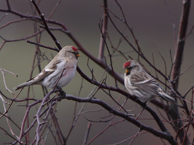 North East Birder Ramlings: 1st winter male Coues' Arctic Redpoll - Not so typical