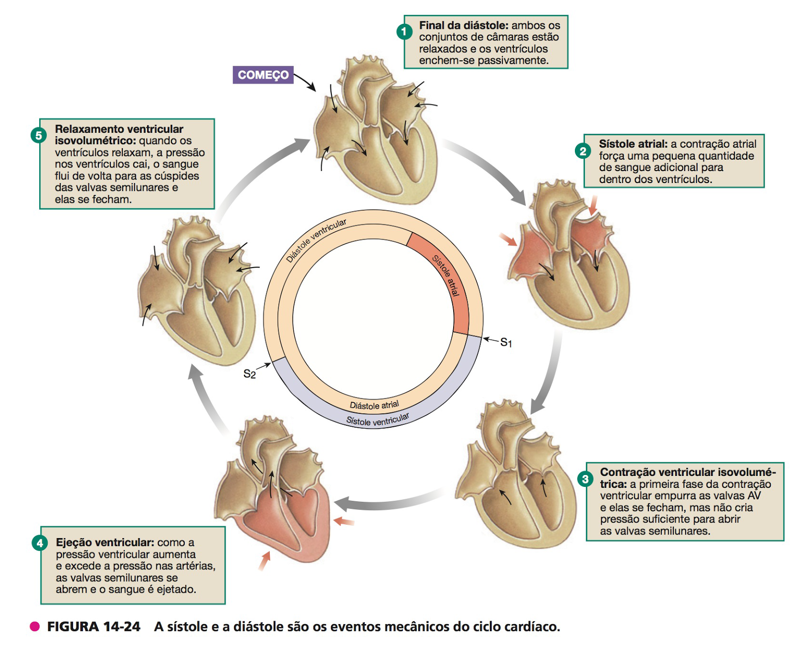 A sístole e a diástole são os eventos mecânicos do ciclo cardíaco