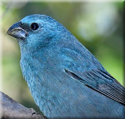 Uruguay y sus curiosidades-Uruguay and its curiosities: EL AZULITO EN ...