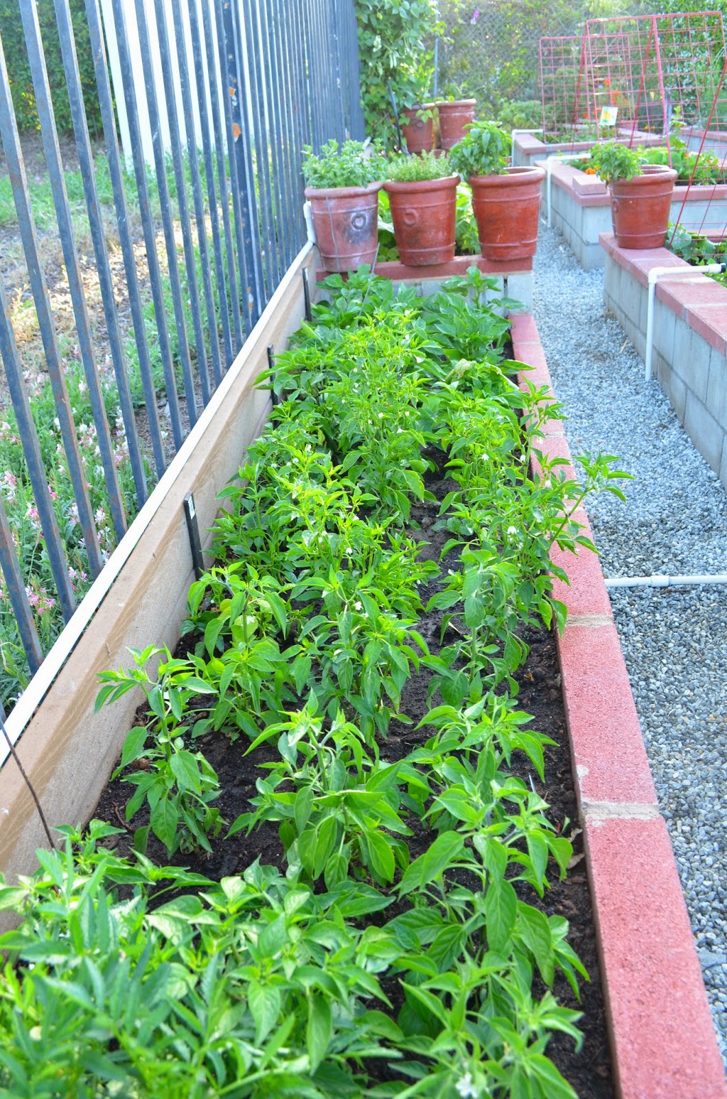 Entertaining From an Ethnic Indian Kitchen: Garden tour 2: The kitchen ...