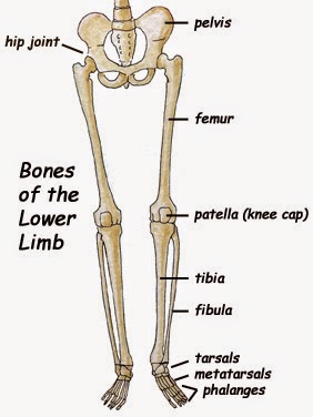 lamoreabio: biologia e educação em saúde.: ANATOMIA DOS MEMBROS ...