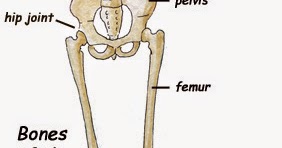 lamoreabio: biologia e educação em saúde.: ANATOMIA DOS MEMBROS ...