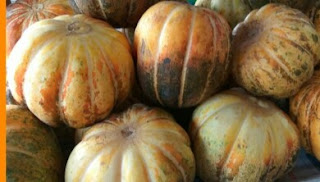 Ciri-Ciri Buah Blewah dan Manfaatnya Bagi Manusia - Mengenal Ciri - Ciri