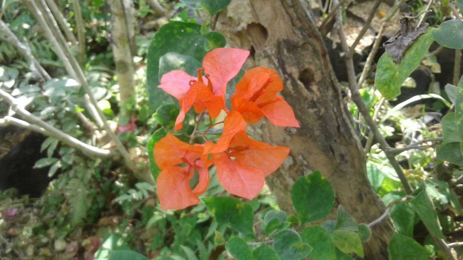 29+ Contoh Gambar Bunga Bougenville Populer - Informasi Seputar Tanaman ...