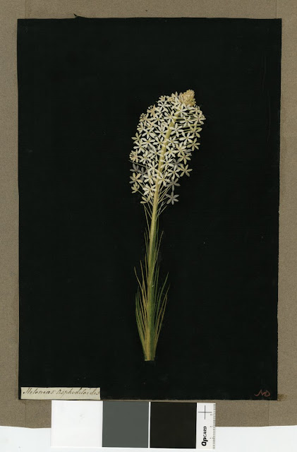 nickyskye meanderings: Mary Delany, collage artist of flowers in the 1700's