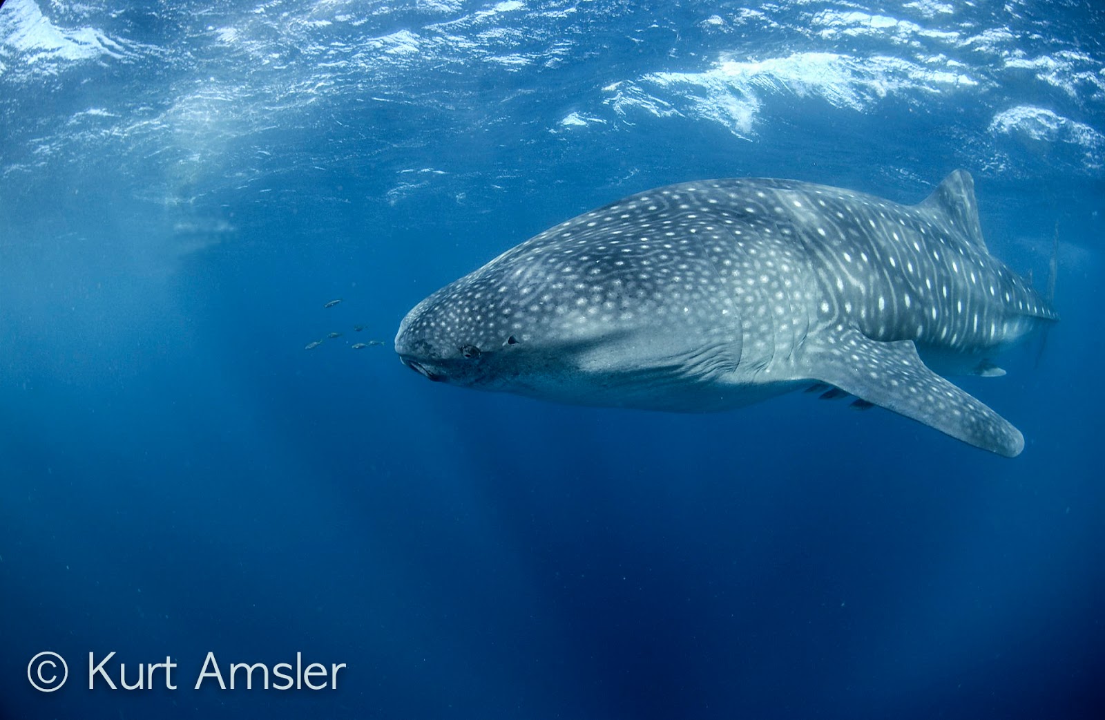 Canarian Sea: Walhai – Rhincodon typus