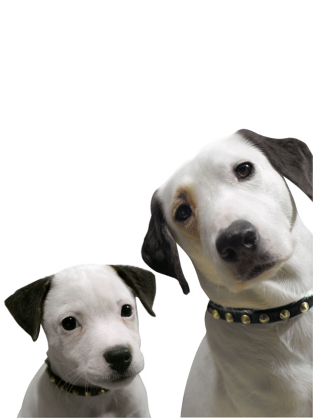 JC Motors Official: Nipper and Chipper