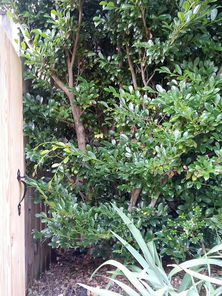 Future Plants by Randy Stewart: Isu Tree