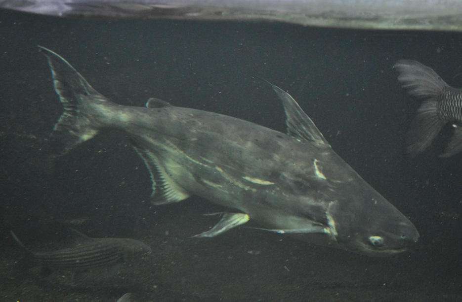 ZOOTOGRAFIANDO (6.096 ANIMALS): PANGA GIGANTE / THAILAND GIANT CATFISH ...