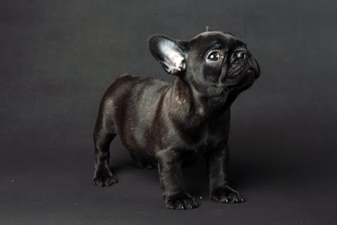 Trinidad Bull - Bulldog Frances