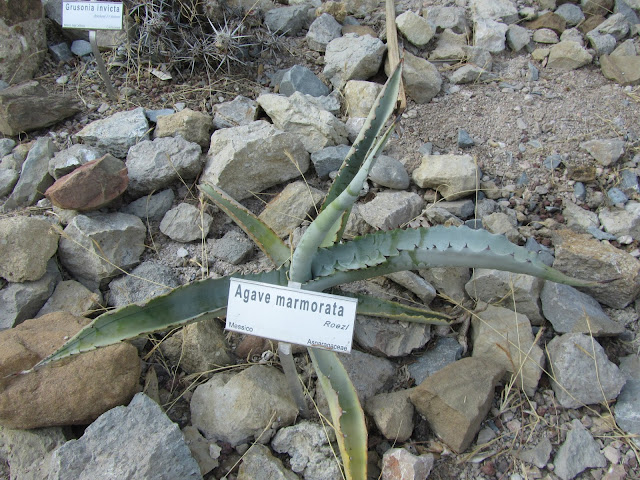 Agave : Come Riconoscere le Diverse Specie - Con Foto e Descrizione ...