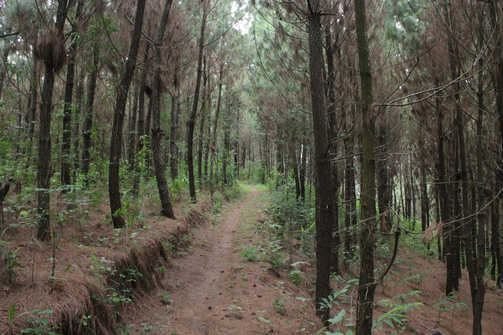 Hutan pinus 1000 (sewu)