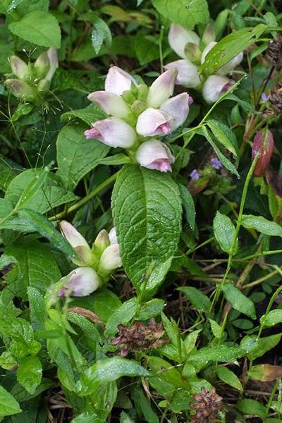 The Pagan Corner with Sin and Cu: Balmony