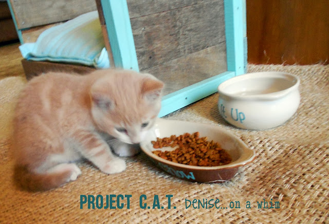 denise...on a whim: Project C.A.T.