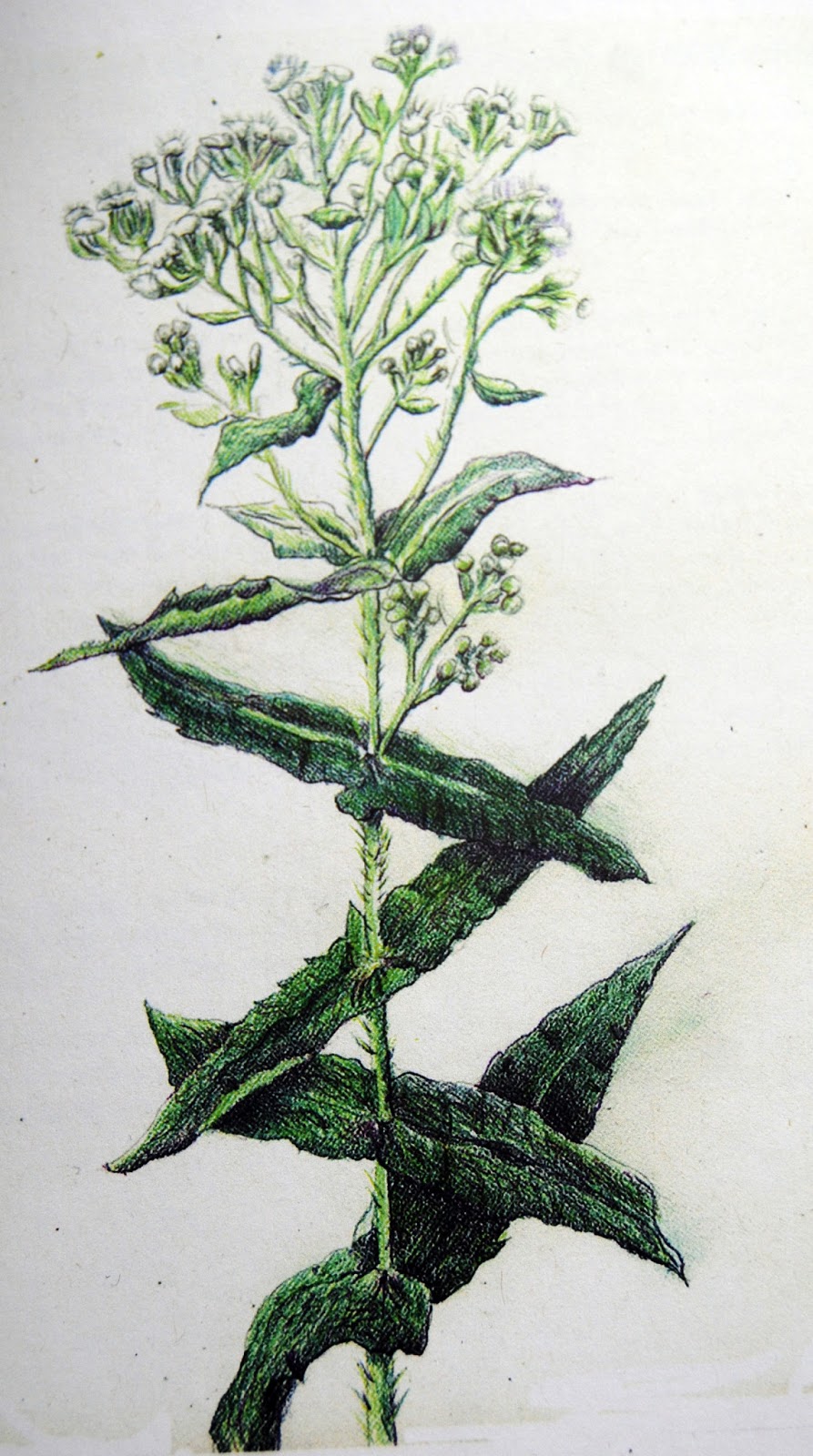 Herbs, Health and History: Lovely "Weeds" ; Boneset