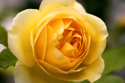 Roses Flowers - Guide To Flowers - Flowers Shopping India: USES OF ROSES