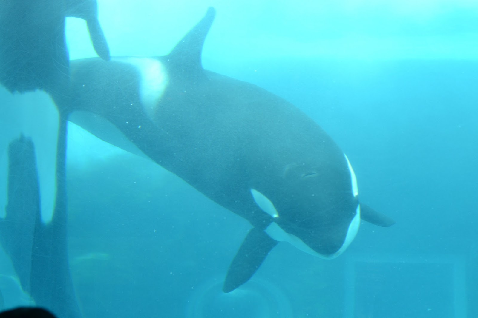 Victoria In Japan Land: Baby Orca at the Aquarium