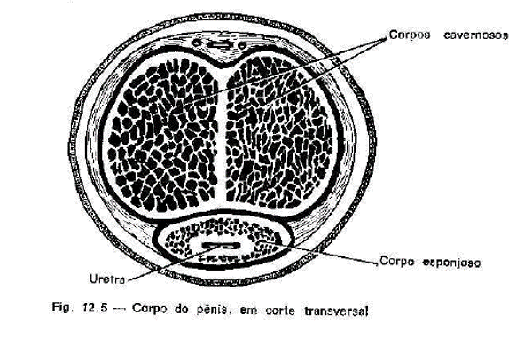Plantando Ciência: Sistema Genital Masculino