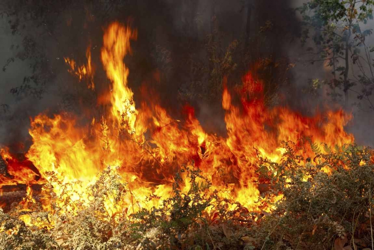 ΕΣΒΗΣΕ Η ΦΩΤΙΑ ΣΤΟ ΜΑΝΙΚΑΚΙ- ΝΕΑ ΠΥΡΚΑΓΙΑ ΤΩΡΑ ΣΤΗ ΜΕΣΣΗΝΗ ...
