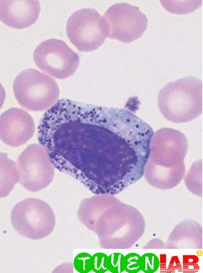 [Haematology] Normal Cells of the Blood and Hematopoietic Organs | Free ...
