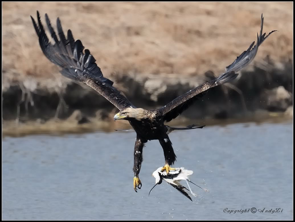 Beasts of Hong Kong: Three big birds - Imperial eagle