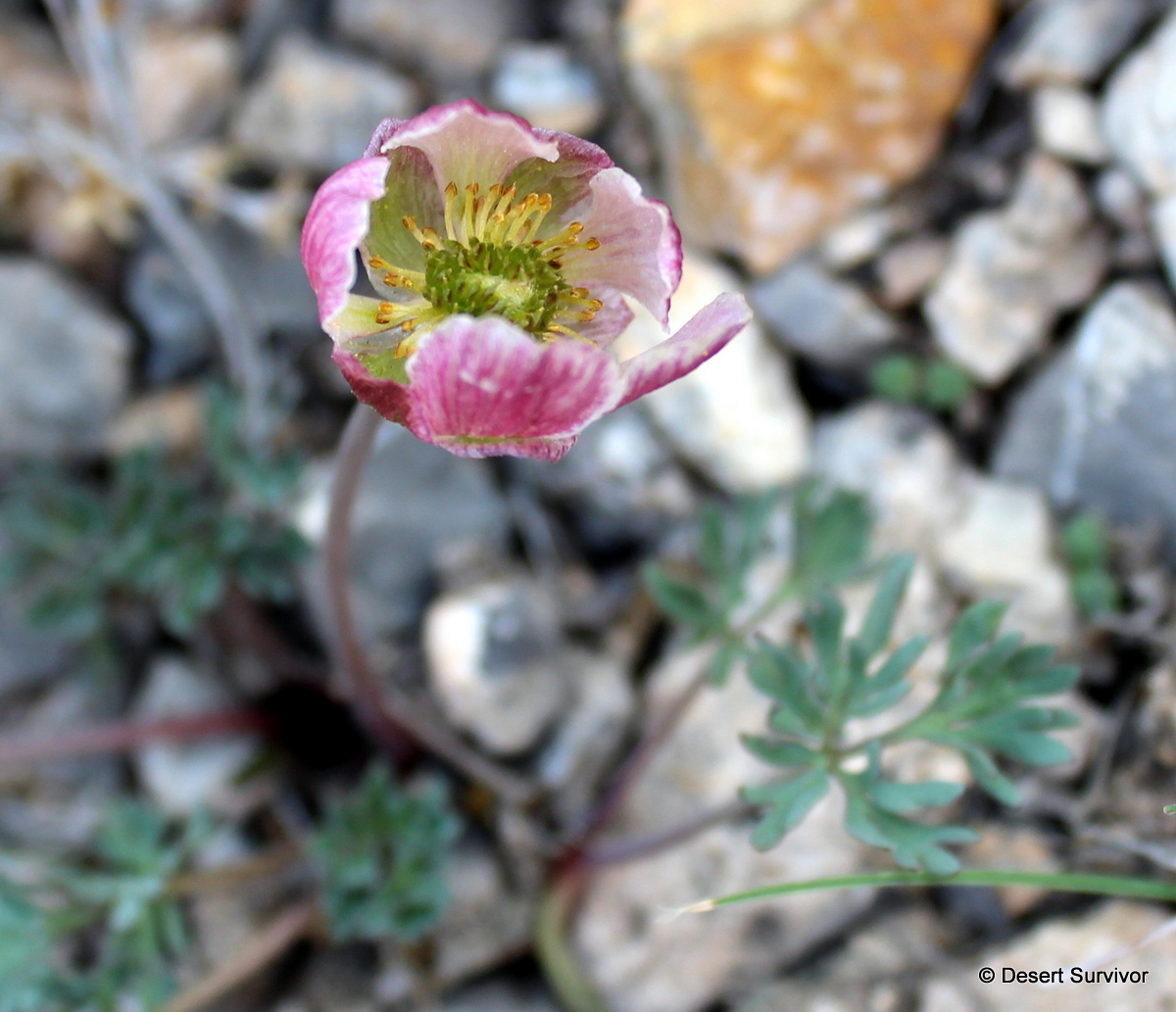 A Plant a Day: Anderson's Buttercup - Ranunculus andersonii