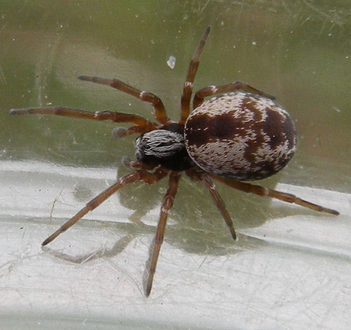 Variety of Life: Dictynidae