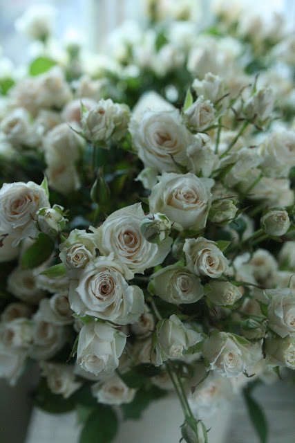 an open letter to Peterkort Roses - Floret Flowers