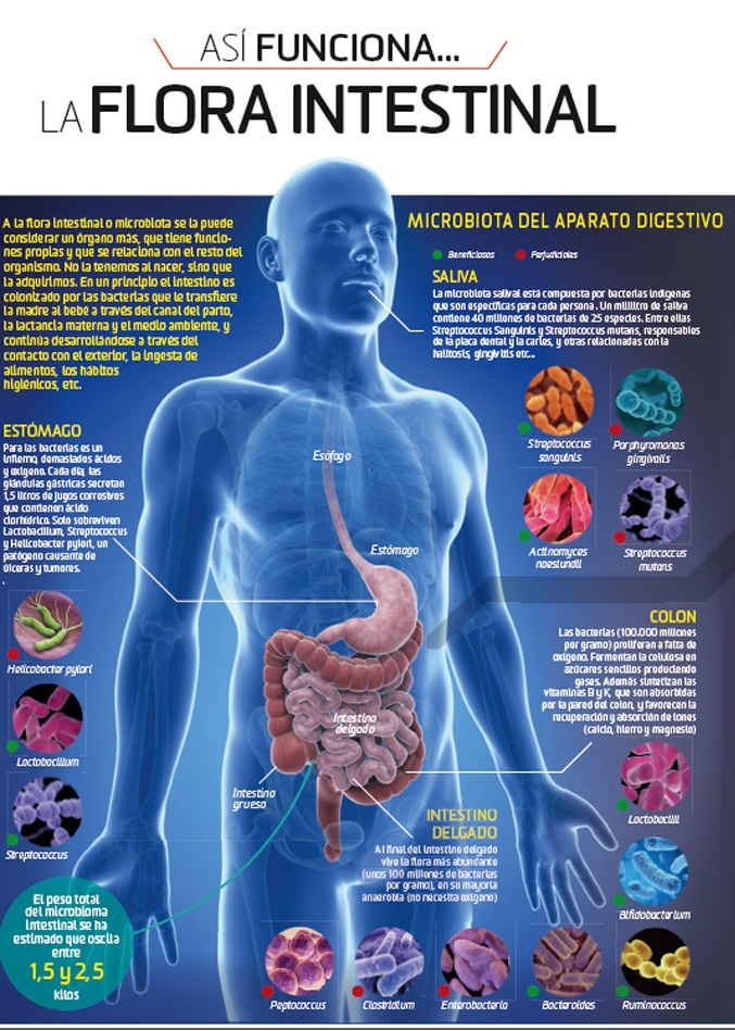 SALUD CON SENTIDOS: Qué es flora intestinal y cómo protegerla.