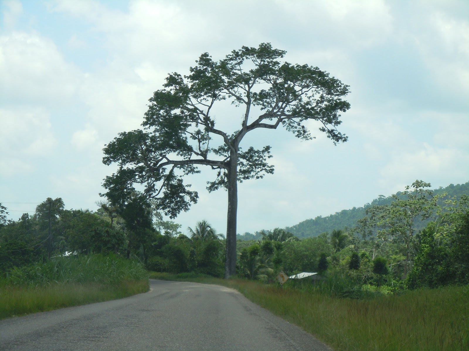 Catbird Scout: Belize the Beautiful