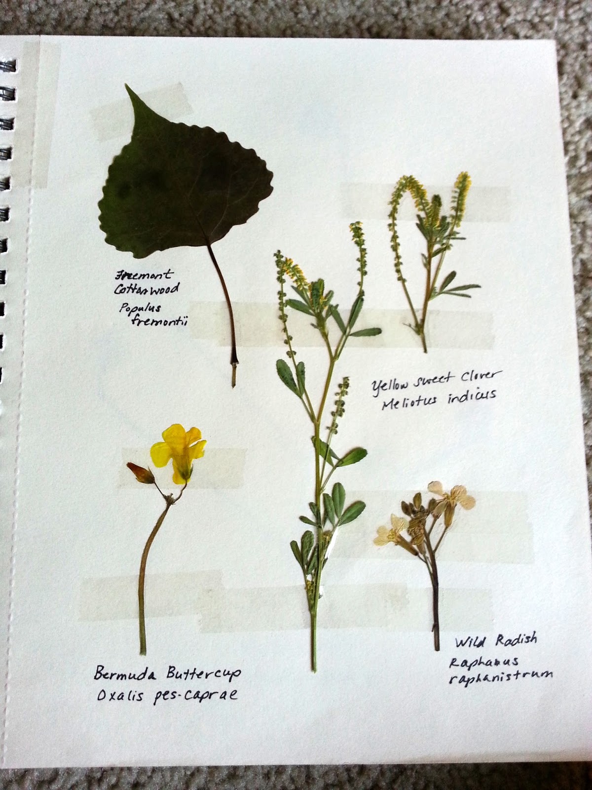 The Changing Year Orange County: Pressed Flower Notebook