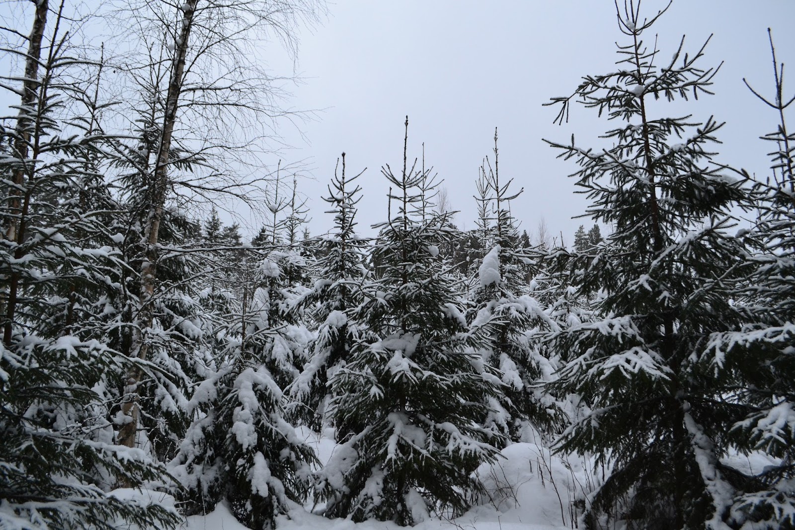 Louhi-Nalle: Kuusi - elämäni puu